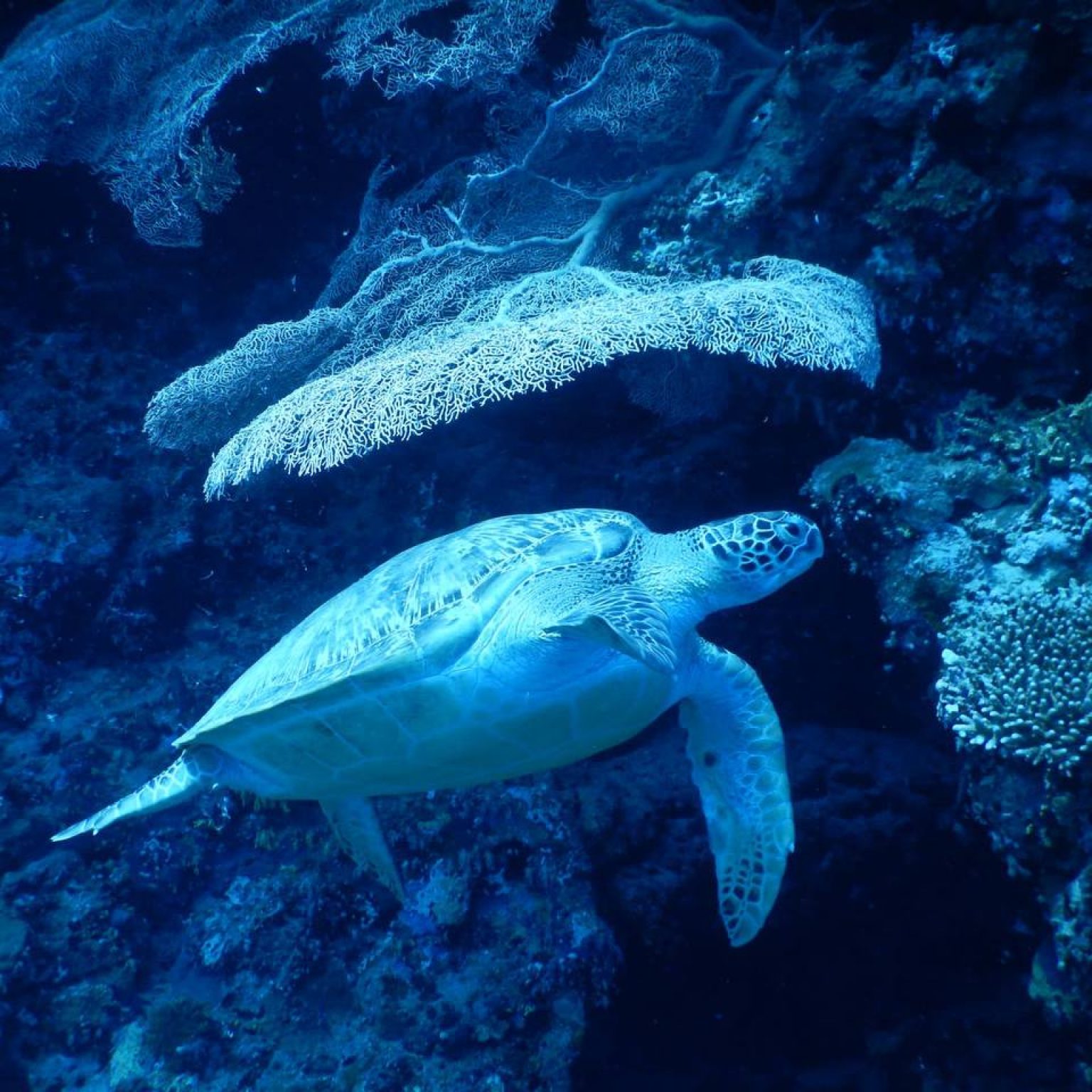 Home - Coral Diving Club